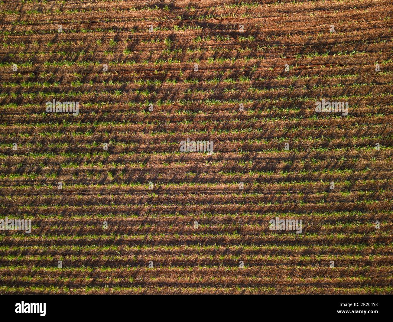 sugar cane plantation farm sunset topdown view aerial Stock Photo - Alamy