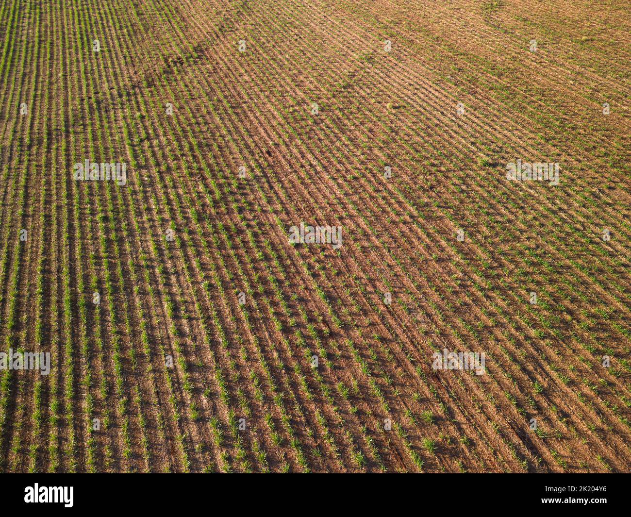 sugar cane plantation farm sunset topdown view aerial Stock Photo - Alamy