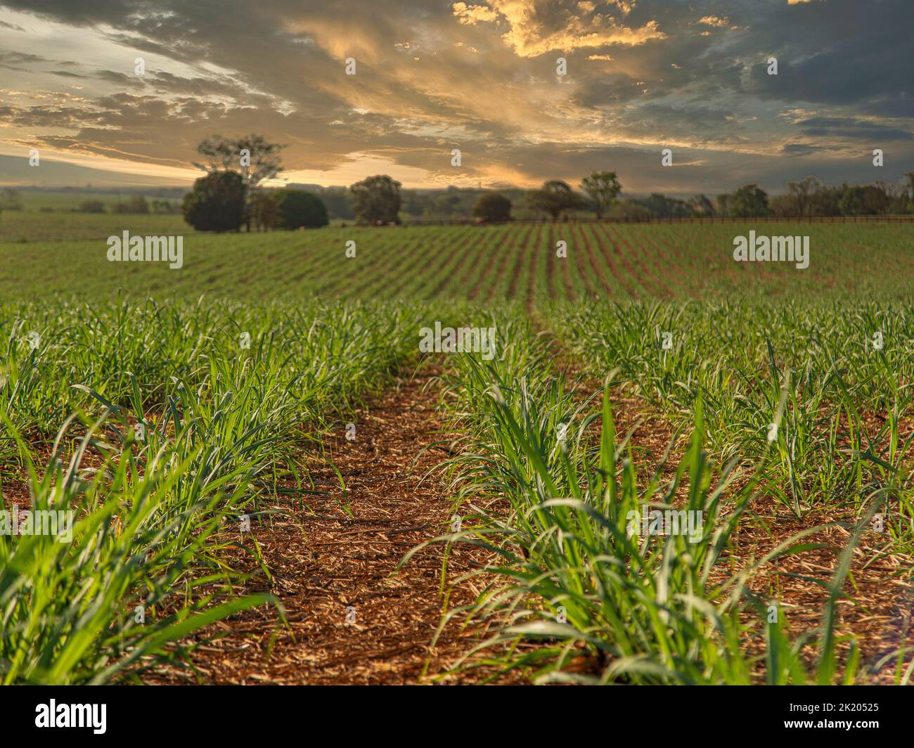 sugar cane plantation farm sunset usine in background Stock Photo - Alamy