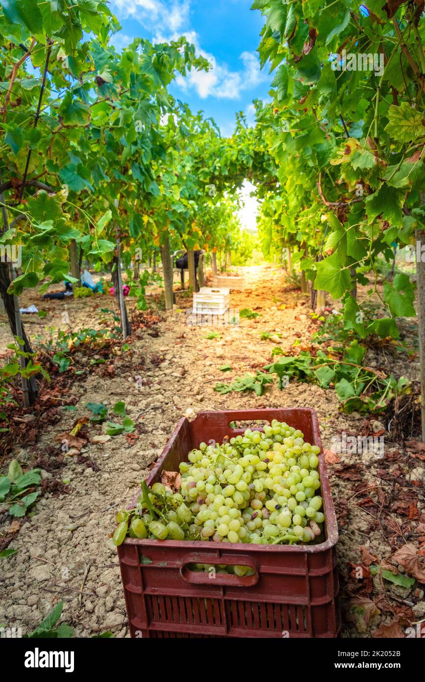 Handmade grape harvesting in Crete, Greece Stock Photo - Alamy