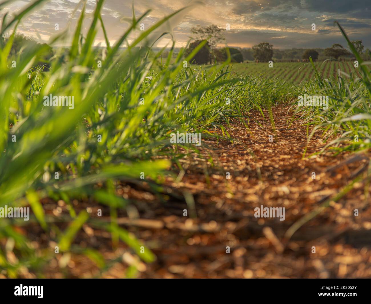 sugar cane plantation farm sunset usine in background Stock Photo - Alamy