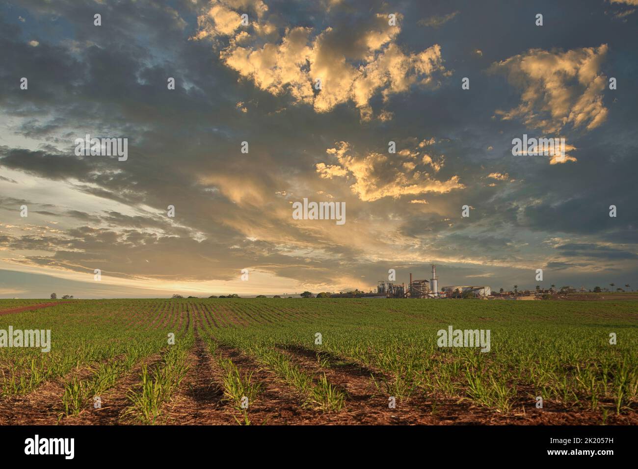 sugar cane plantation farm sunset usine in background Stock Photo - Alamy