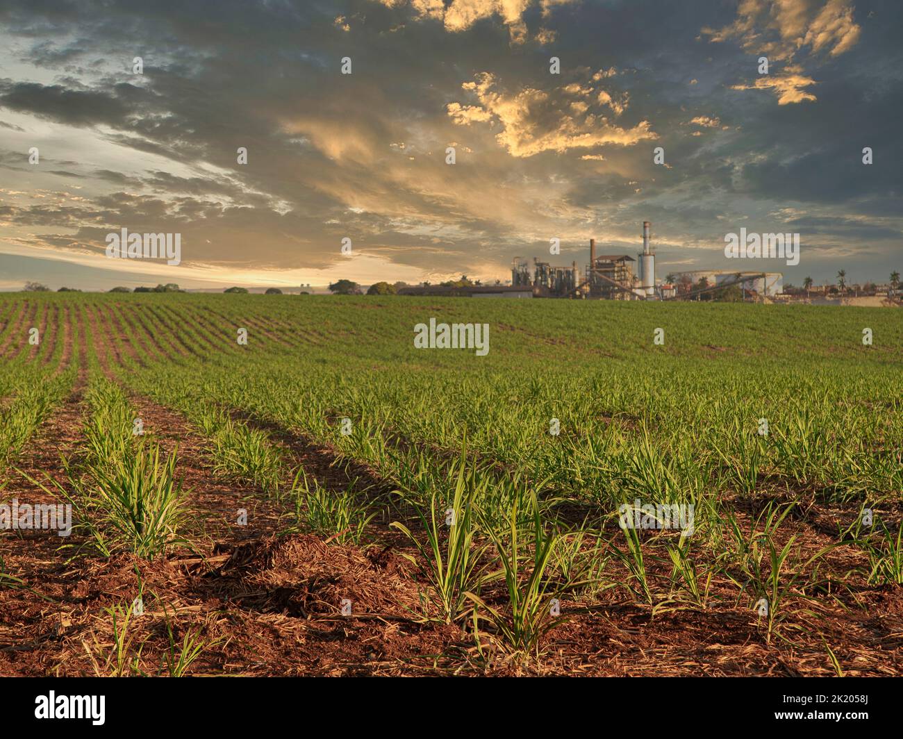 sugar cane plantation farm sunset usine in background Stock Photo - Alamy