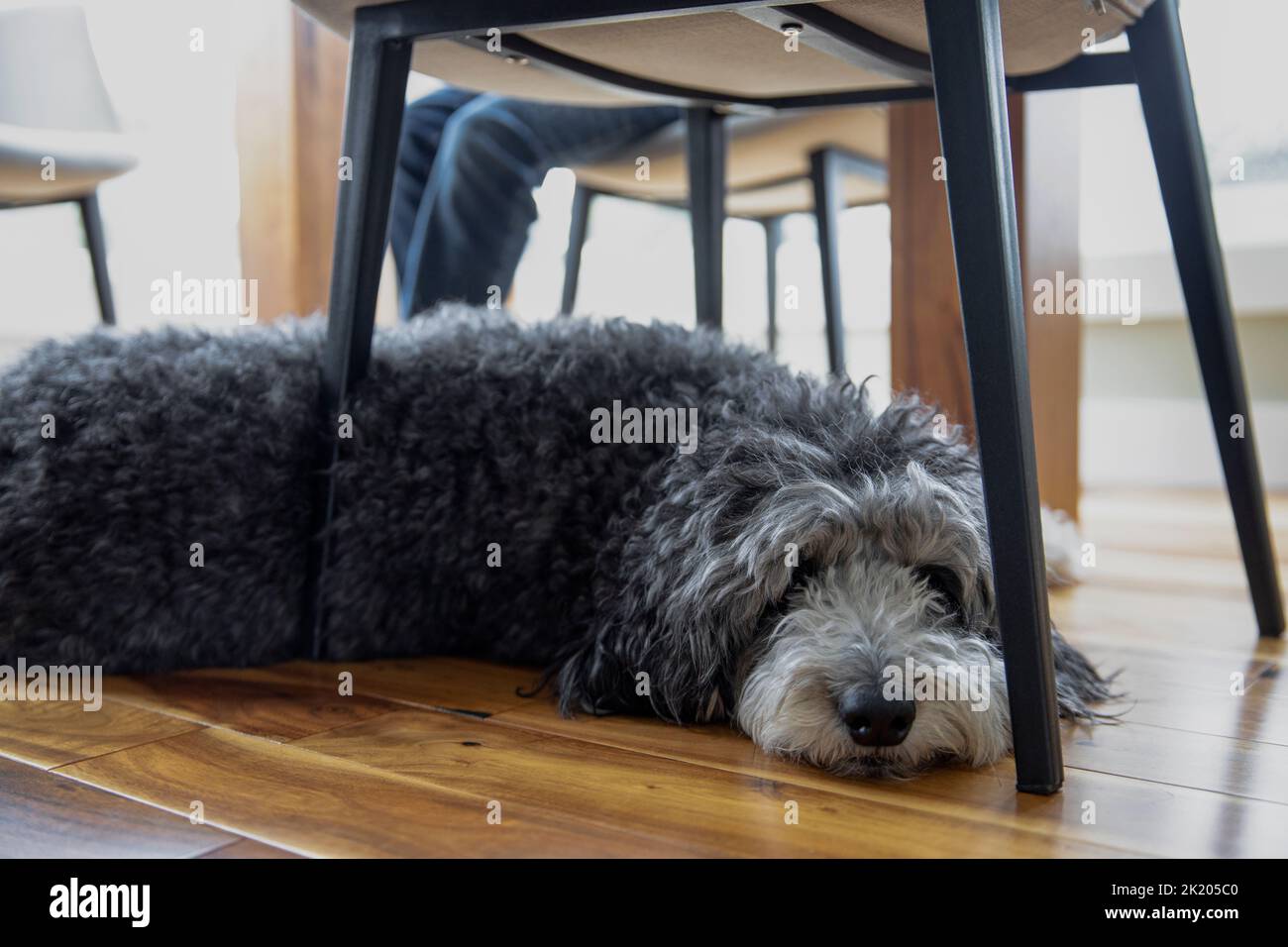 Dog on table hi-res stock photography and images - Alamy