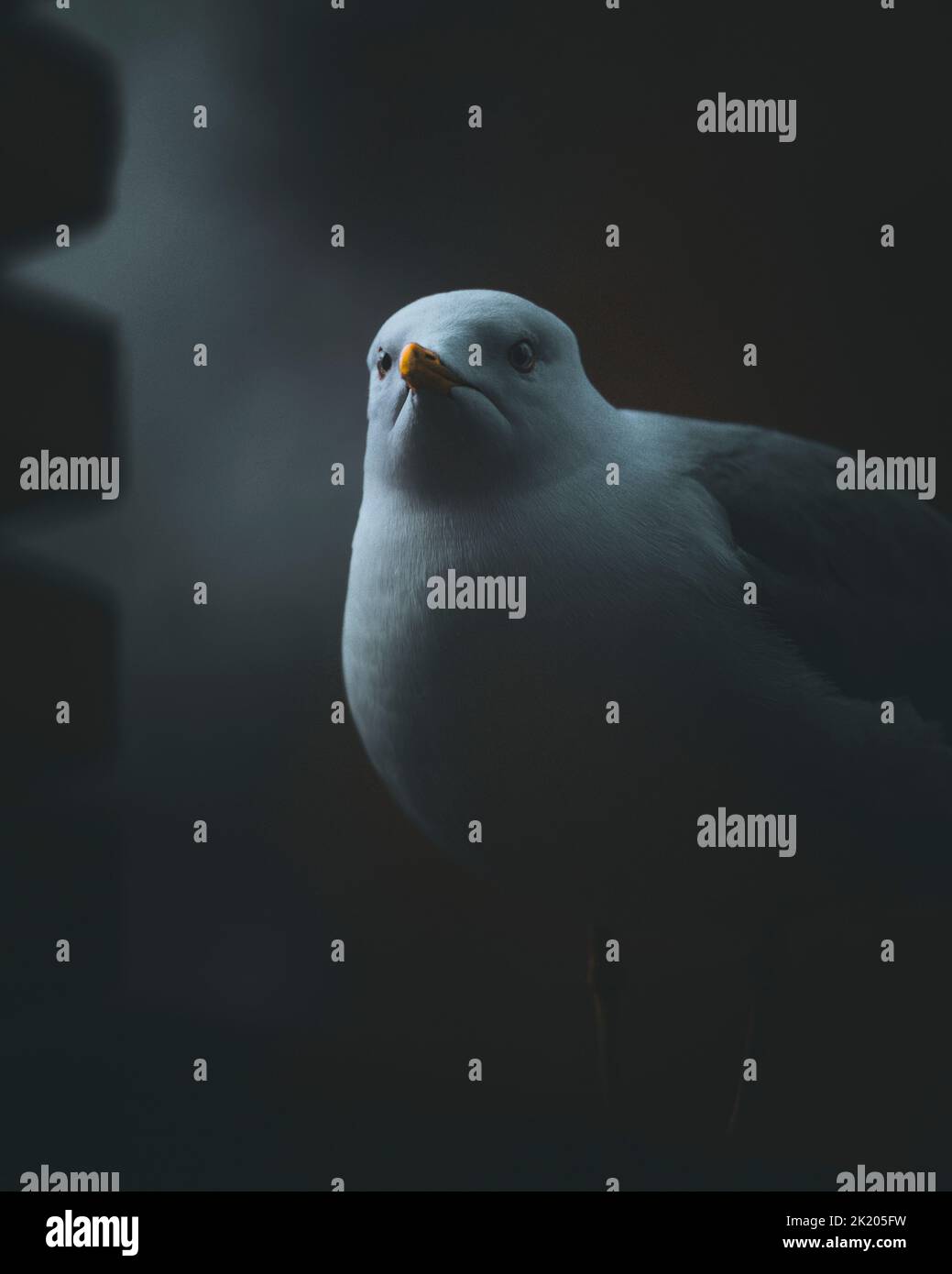 Birds of Os, Norway Stock Photo - Alamy