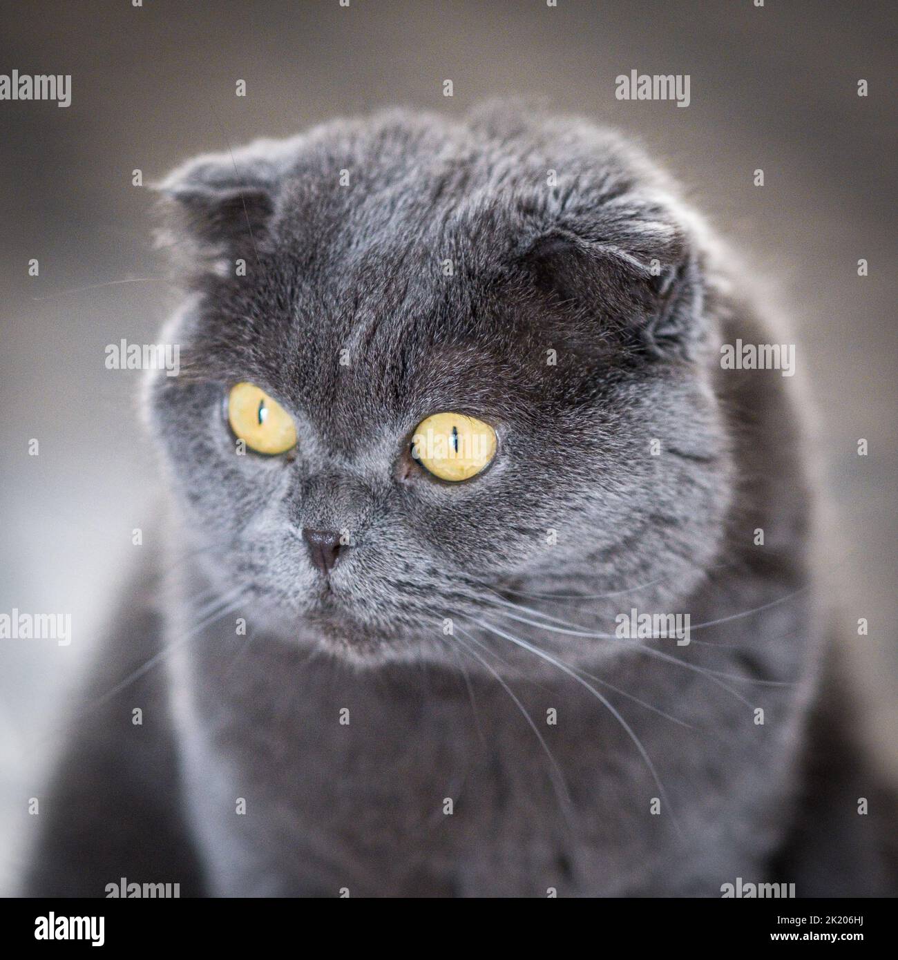 Very nice gray cat with yellow eyes and furry. Calm pet looking Stock ...