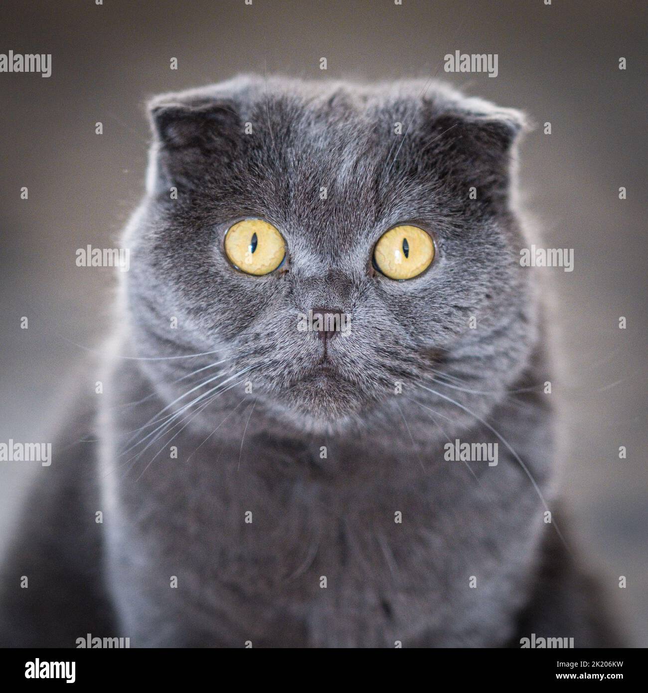 Very nice gray cat with yellow eyes and furry. Calm pet looking ...