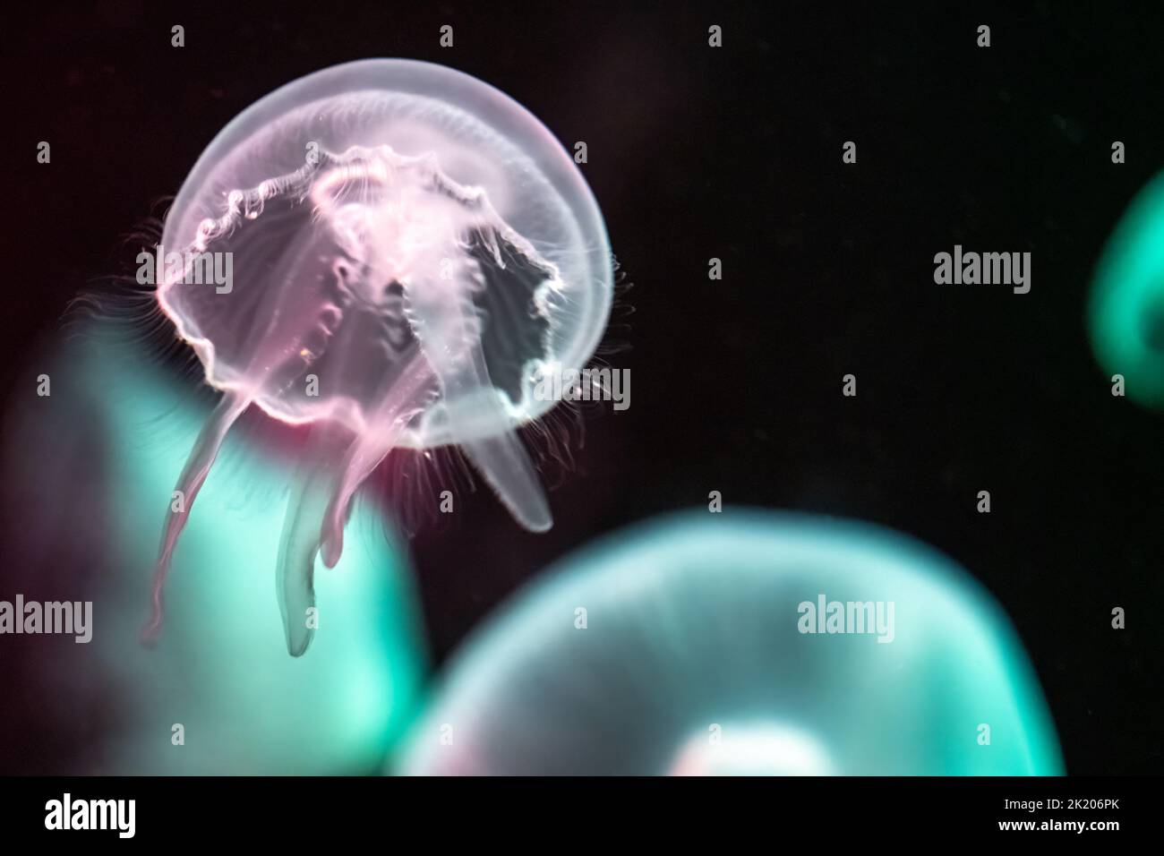 Translucent moon jellies (Aurelia aurita) under colored light at the ...