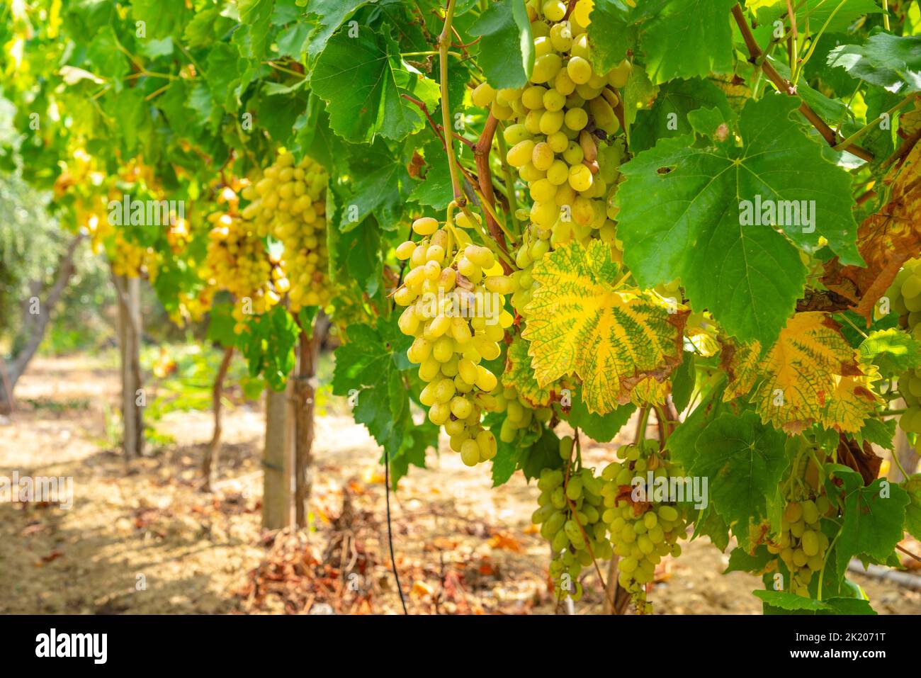 Handmade grape harvesting in Crete, Greece Stock Photo - Alamy