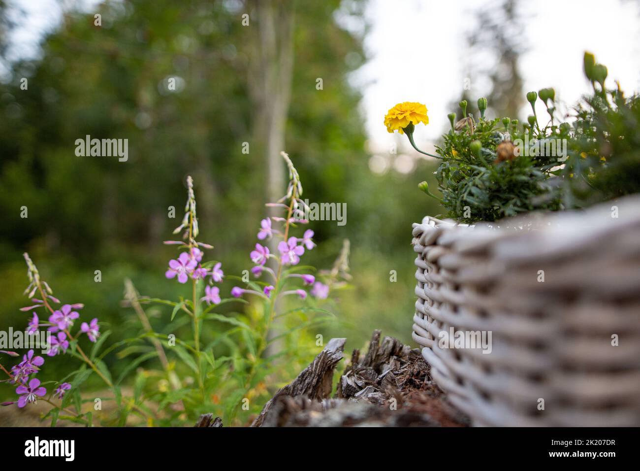The purple Fireweed and yellow Tagetes erecta flowers in flowerbed in ...
