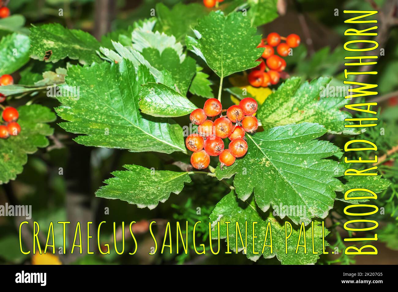 Bright red berries of the blood redhawthorn CRATAEGUS SANGUINEA PALL ...