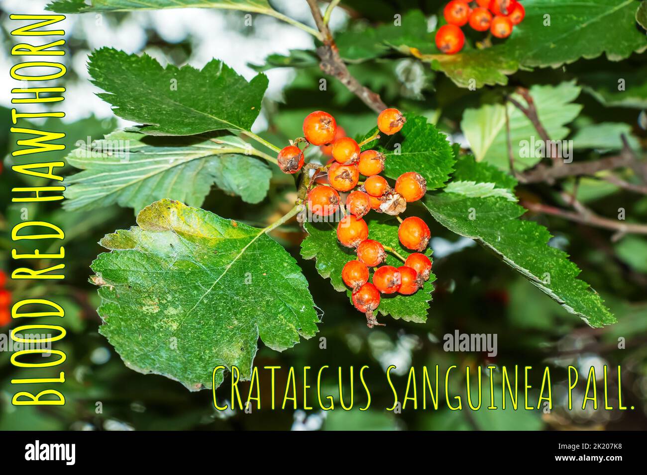 Bright red berries of the blood redhawthorn CRATAEGUS SANGUINEA PALL ...