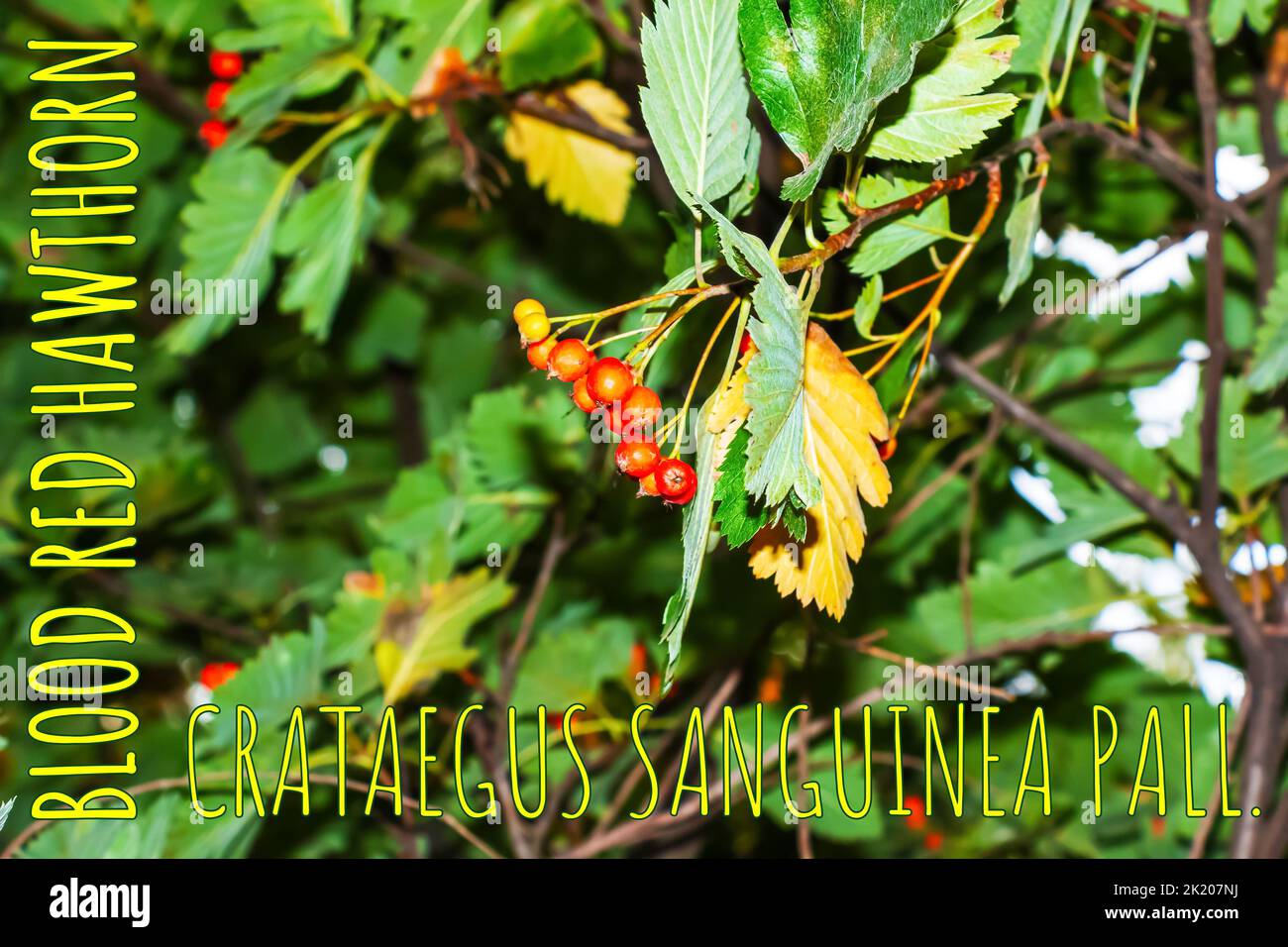 Bright red berries of the blood redhawthorn CRATAEGUS SANGUINEA PALL ...