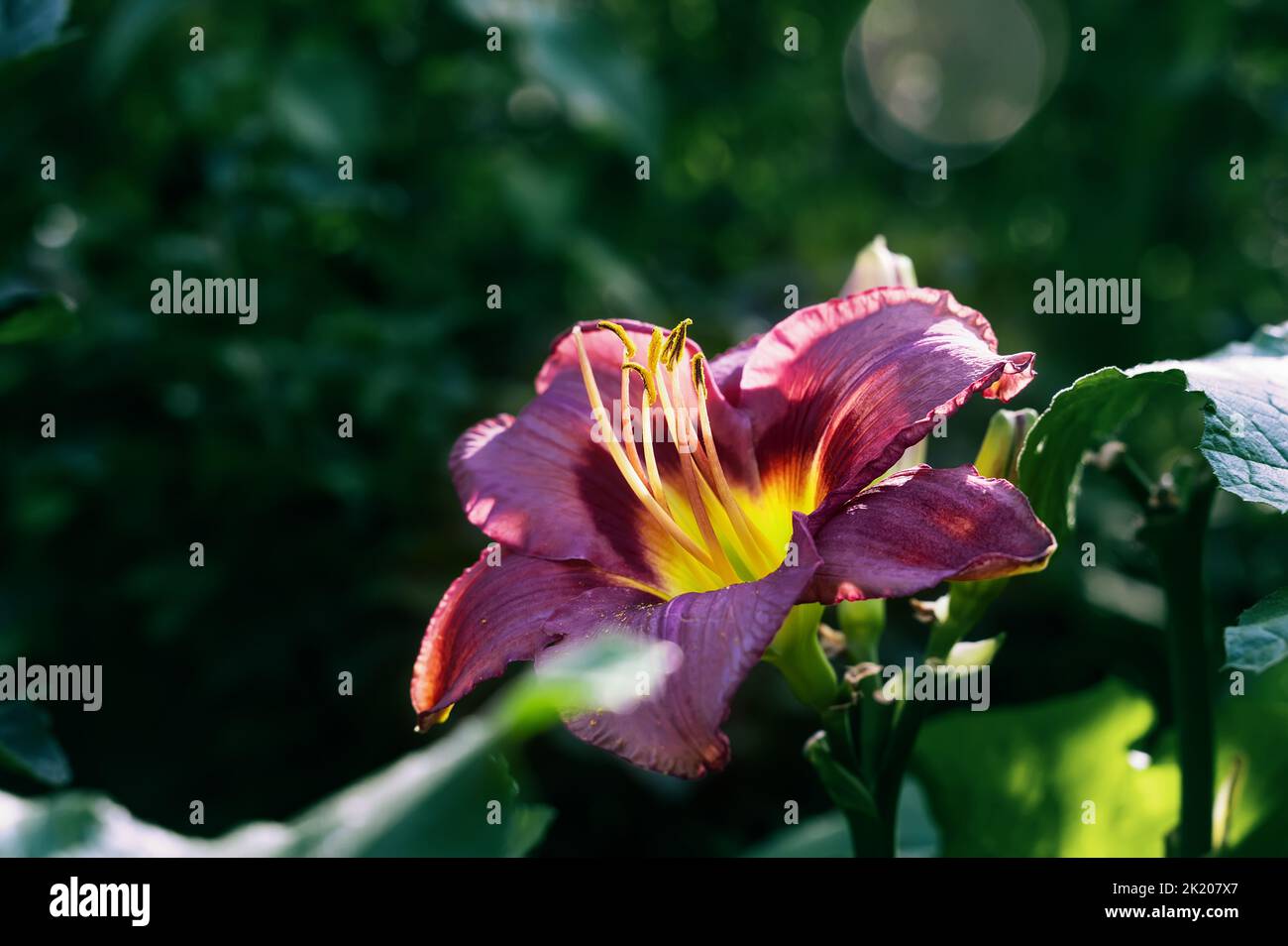 burgundy flowers of purple daylily Daring Deception close-up in the ...