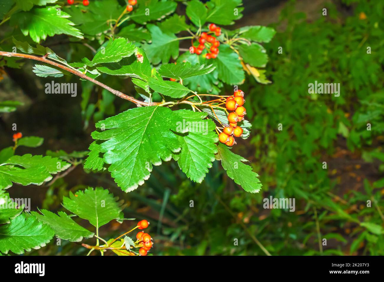 Bright red berries of the blood redhawthorn CRATAEGUS SANGUINEA PALL ...