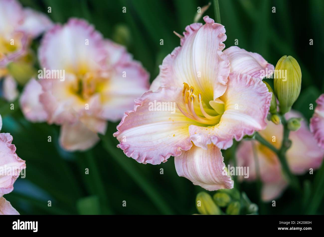 pink daylily flowers with Frosted Vintage Ruffled close-up in the ...