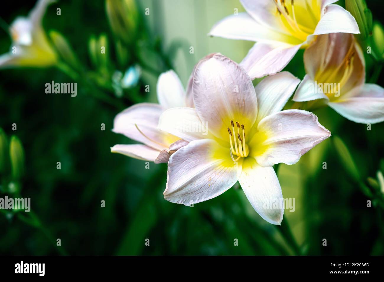 daylily flowers Hemerocallis Catherine Woodbury close-up in the garden ...