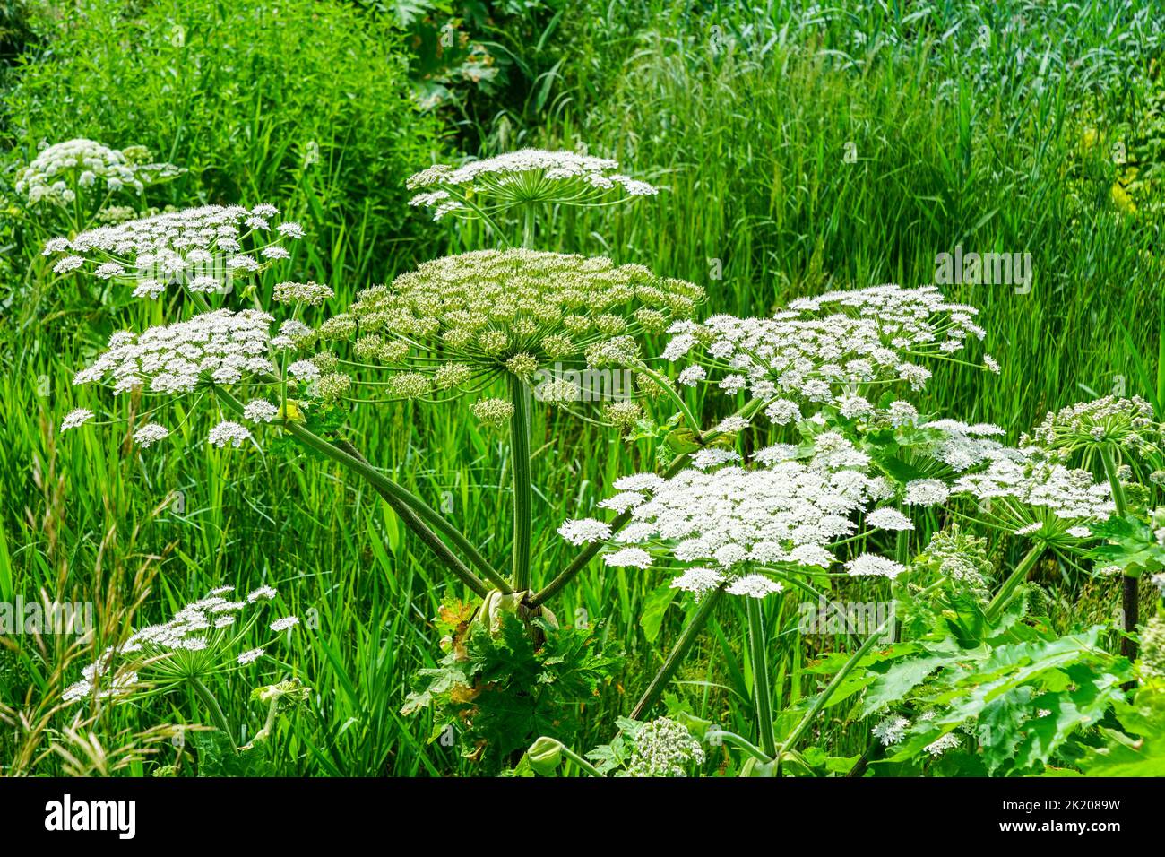 White flowers in the meadow, Heracleum sphondylium, commonly known as ...