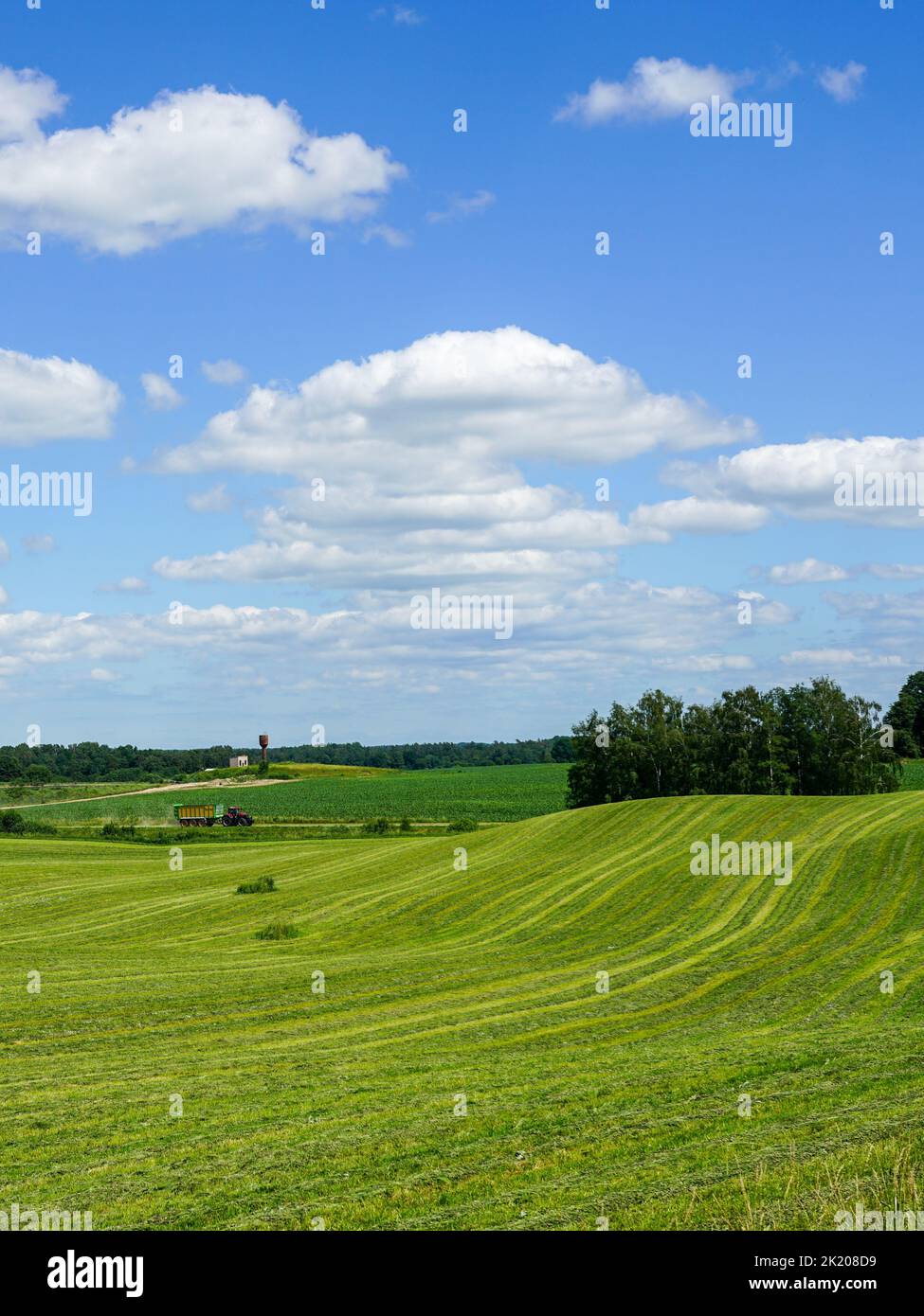 Rural landscape in summer with a freshly mowed meadow with trees on the ...
