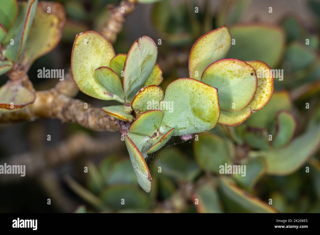 Ripple Jade (Crassula arborescens subsp. undulatifolia Stock Photo - Alamy