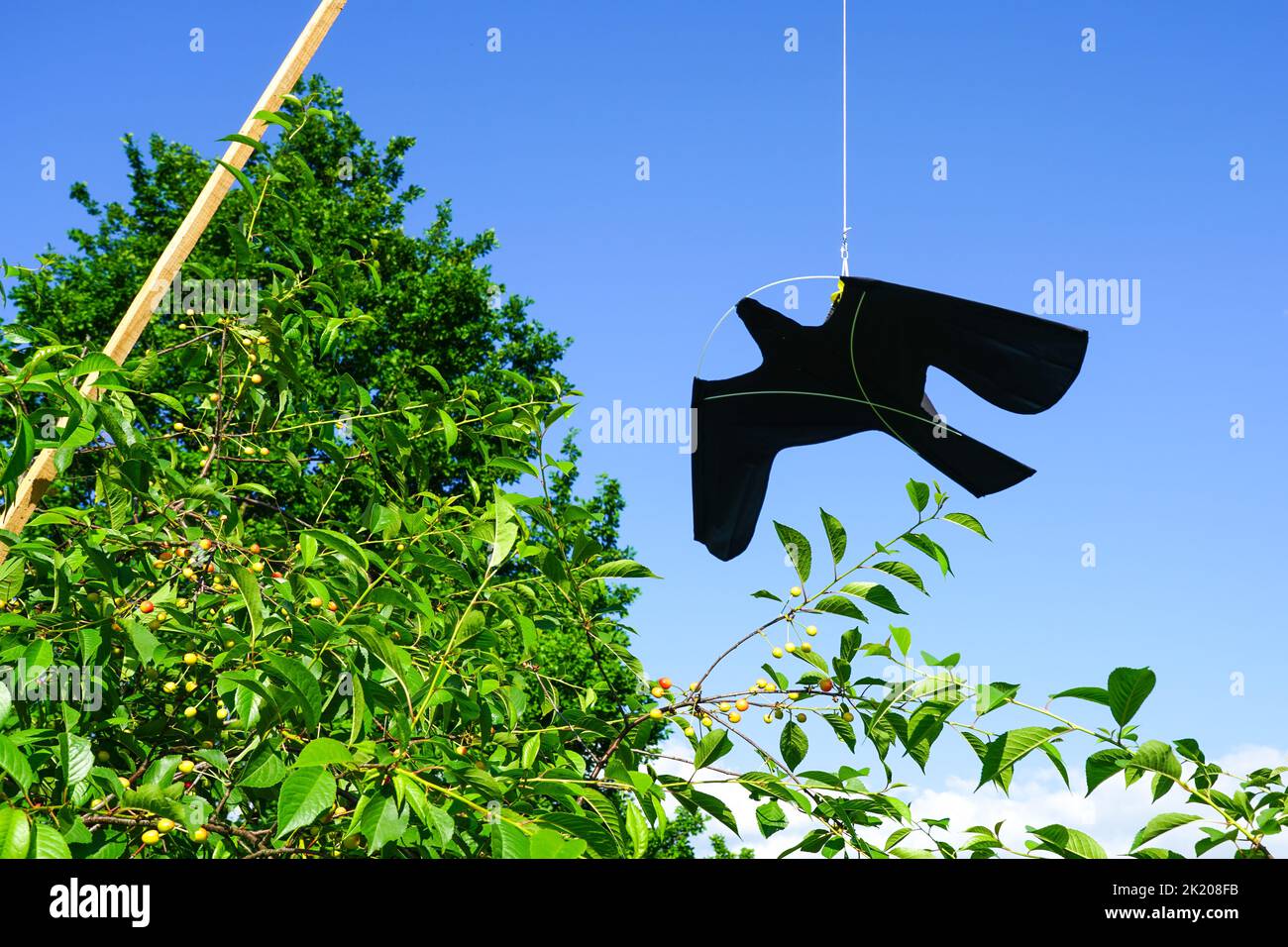 A bird repellent that imitates a hawk or falcon silhouette and moving ...