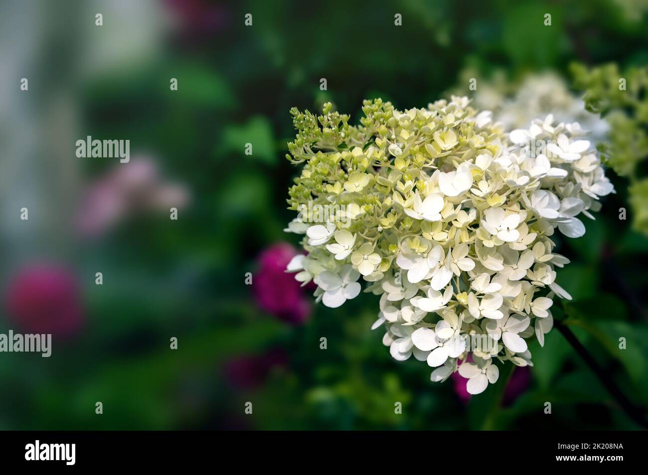 Pink-white inflorescences of paniculata hydrangea Hydrangea paniculata ...