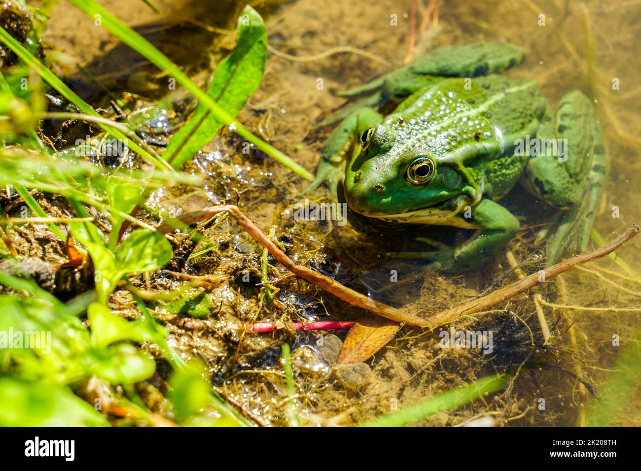 Edible frog or green frog, Rana esculenta, in a natural environment ...