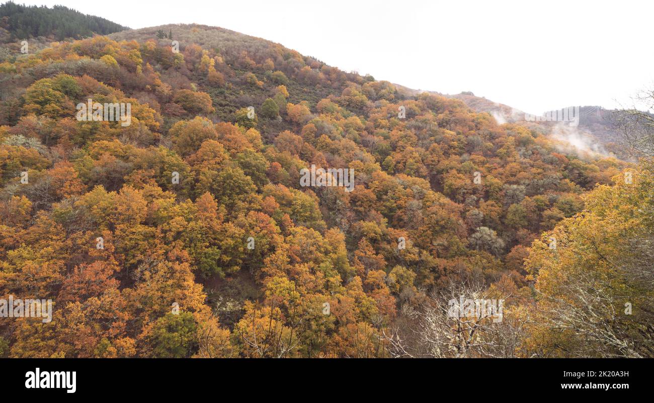 Landscape of trees with autumn colors. Oak, birch and chestnut trees in ...