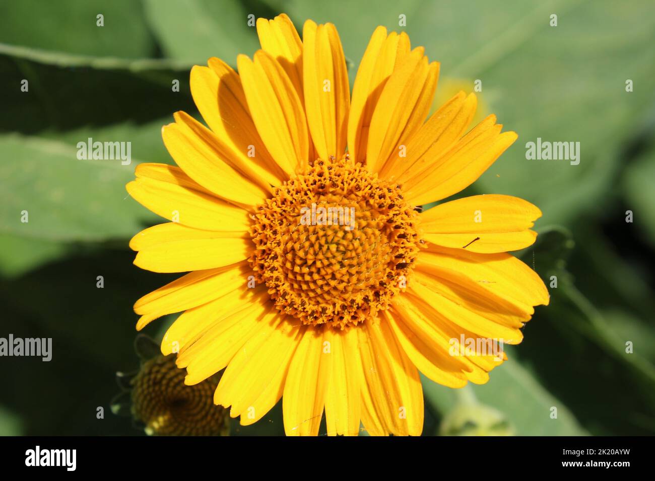 Tuscan gold hi-res stock photography and images - Alamy