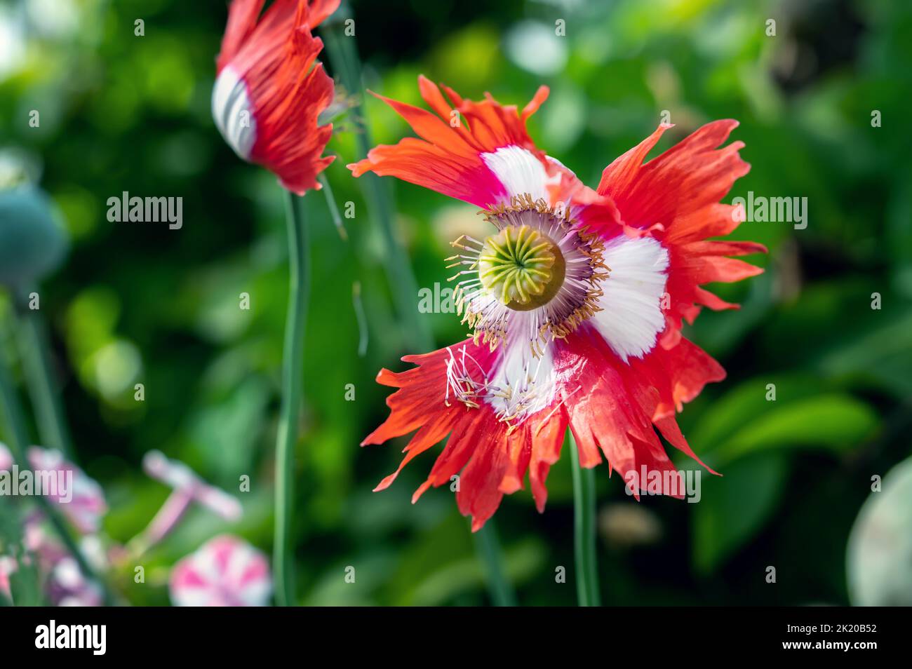 Danish poppy flag. A beautiful blooming red poppy with a light cross at ...
