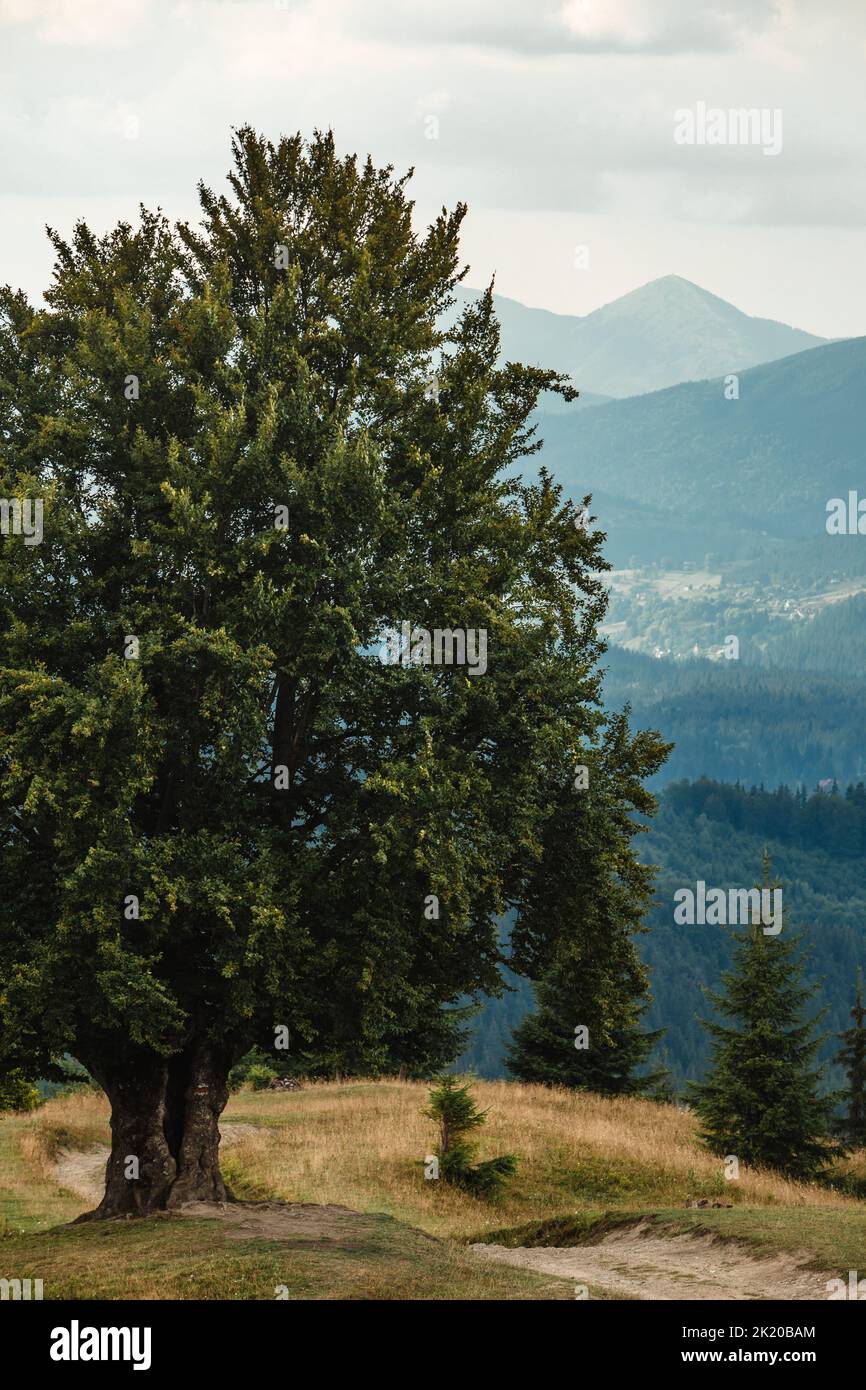 Old big beech tree in the mountains Stock Photo - Alamy