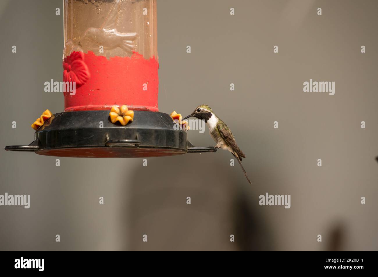 endangered hummingbird, the Mexico sheartail, in Yucatan, Mexico Stock ...