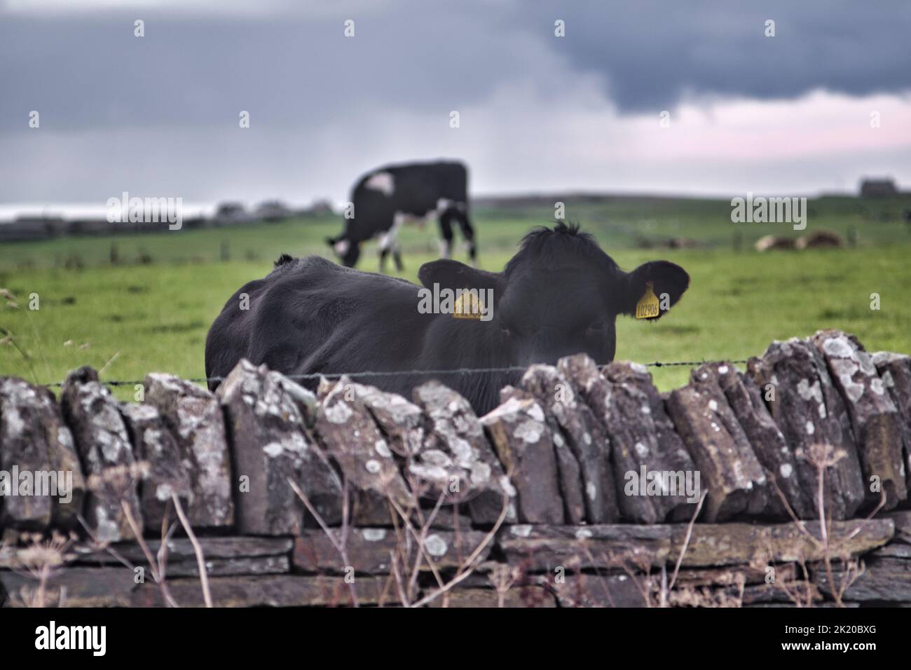 Cow looking over stone wall hi-res stock photography and images - Alamy