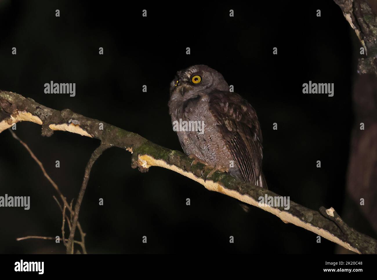 Principe scops owl hi-res stock photography and images - Alamy