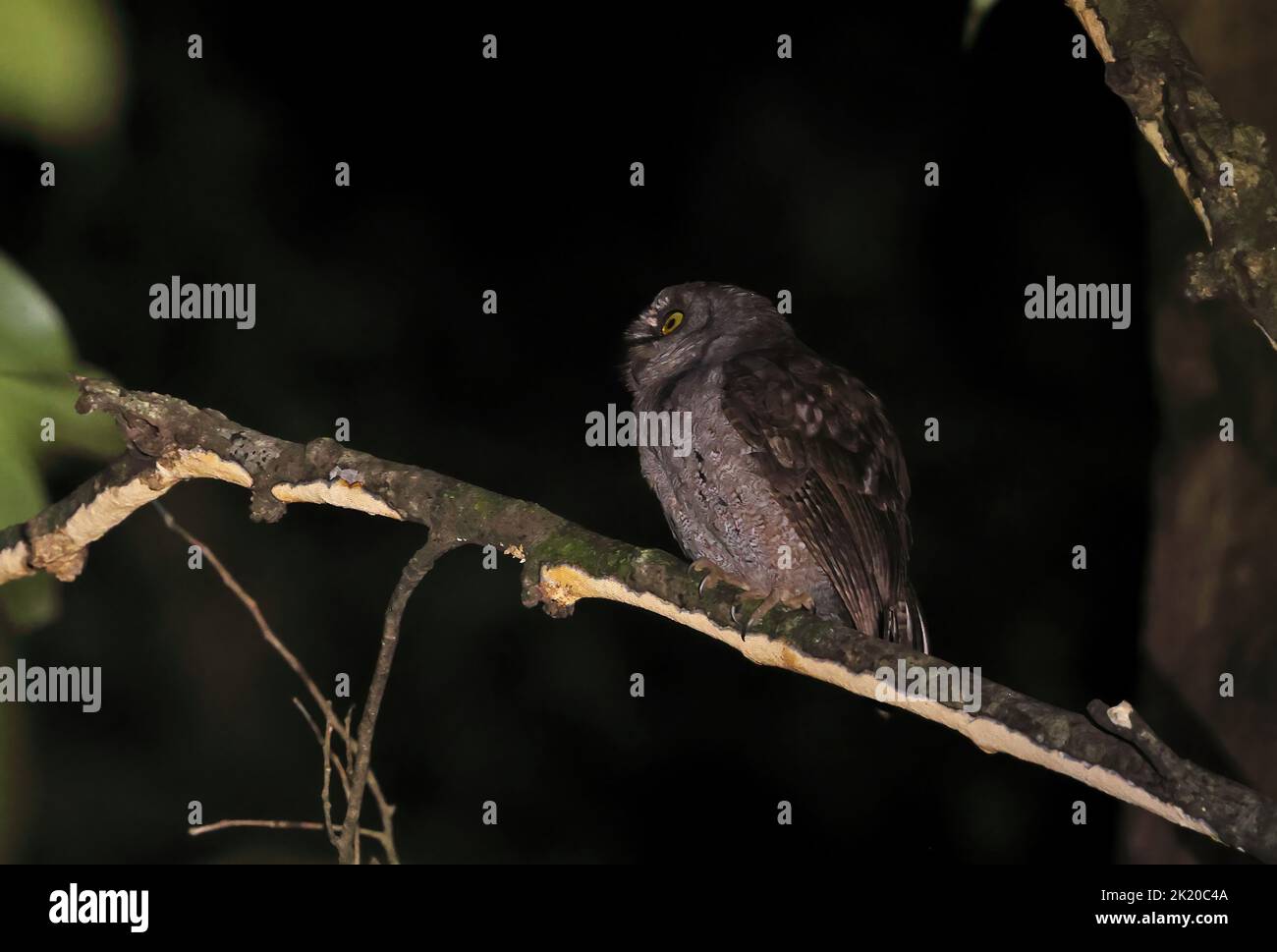 Principe scops owl hi-res stock photography and images - Alamy