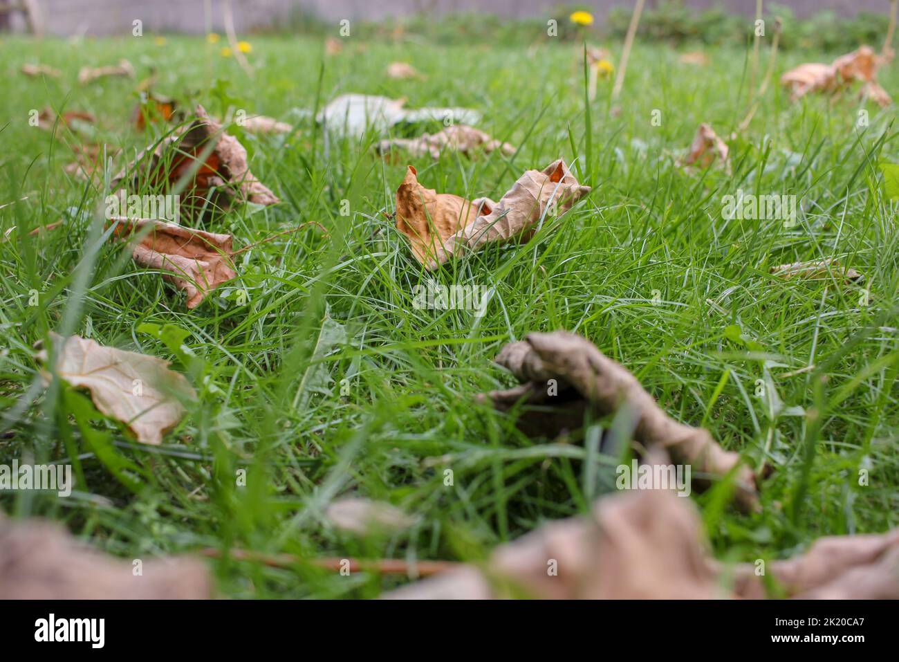 Morning autumn park in windy hi-res stock photography and images - Alamy