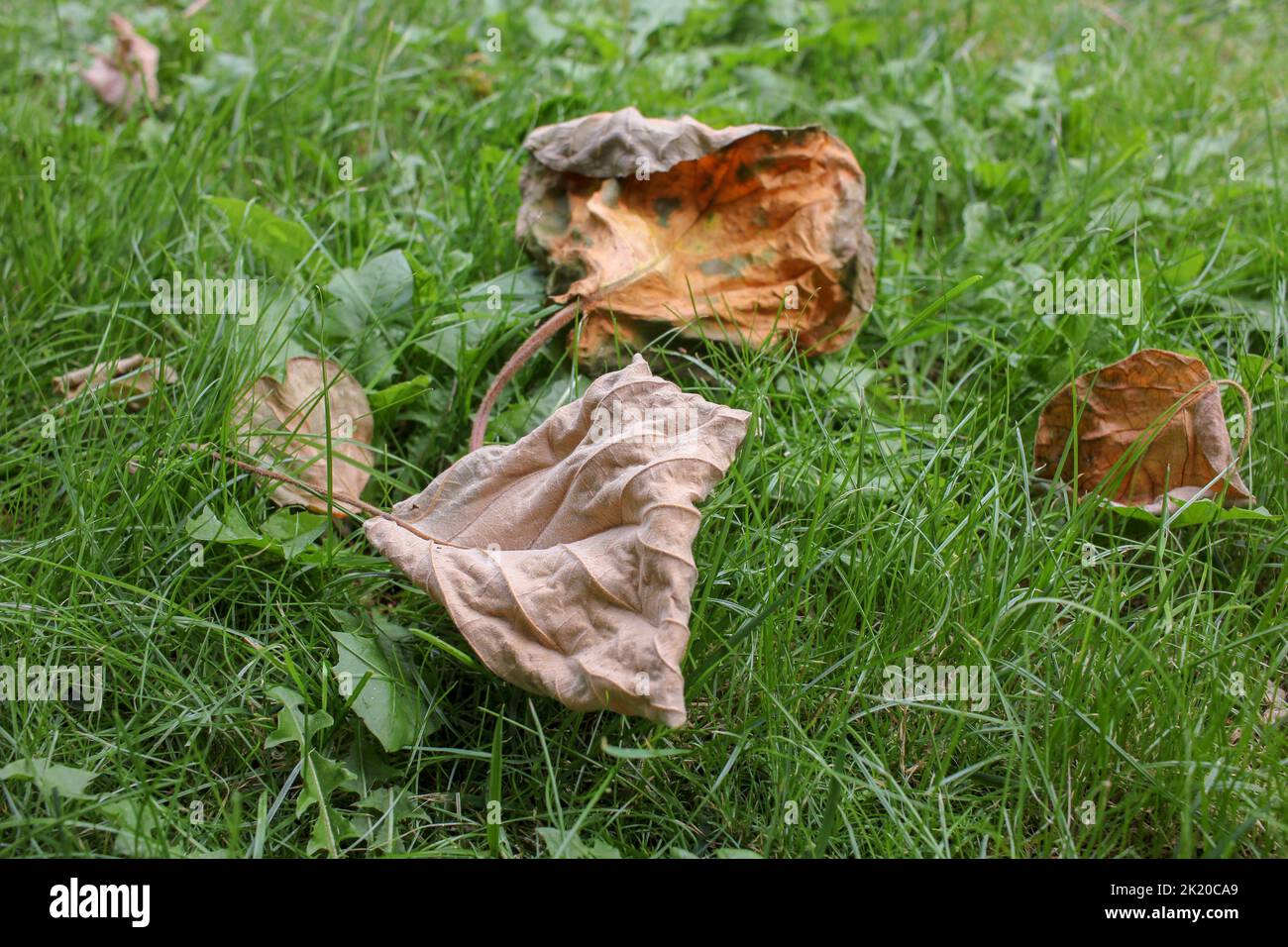 Fall grass texture in hi-res stock photography and images - Alamy