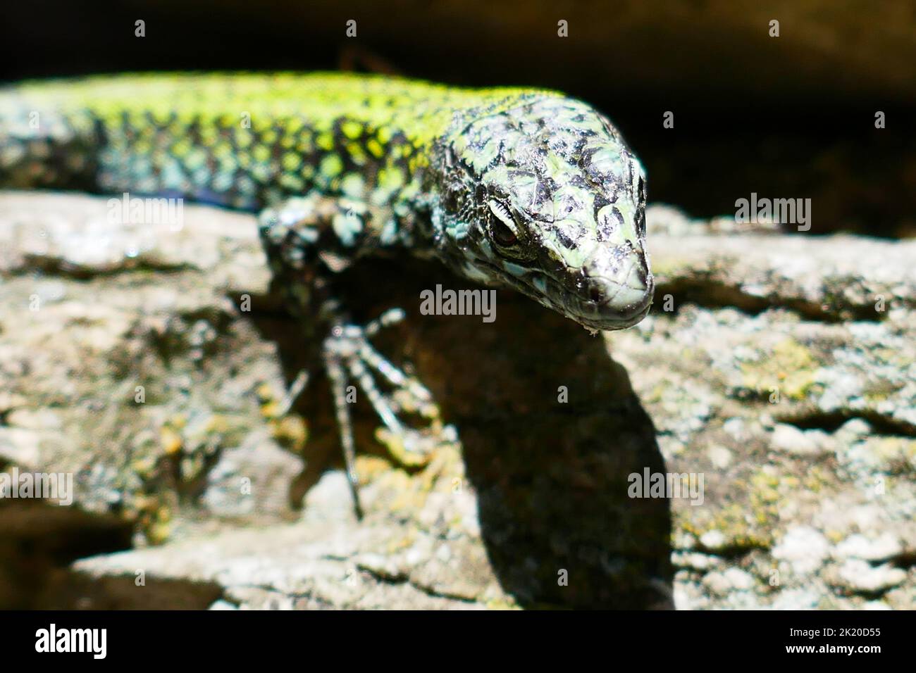A green lizard in some rocks Stock Photo - Alamy