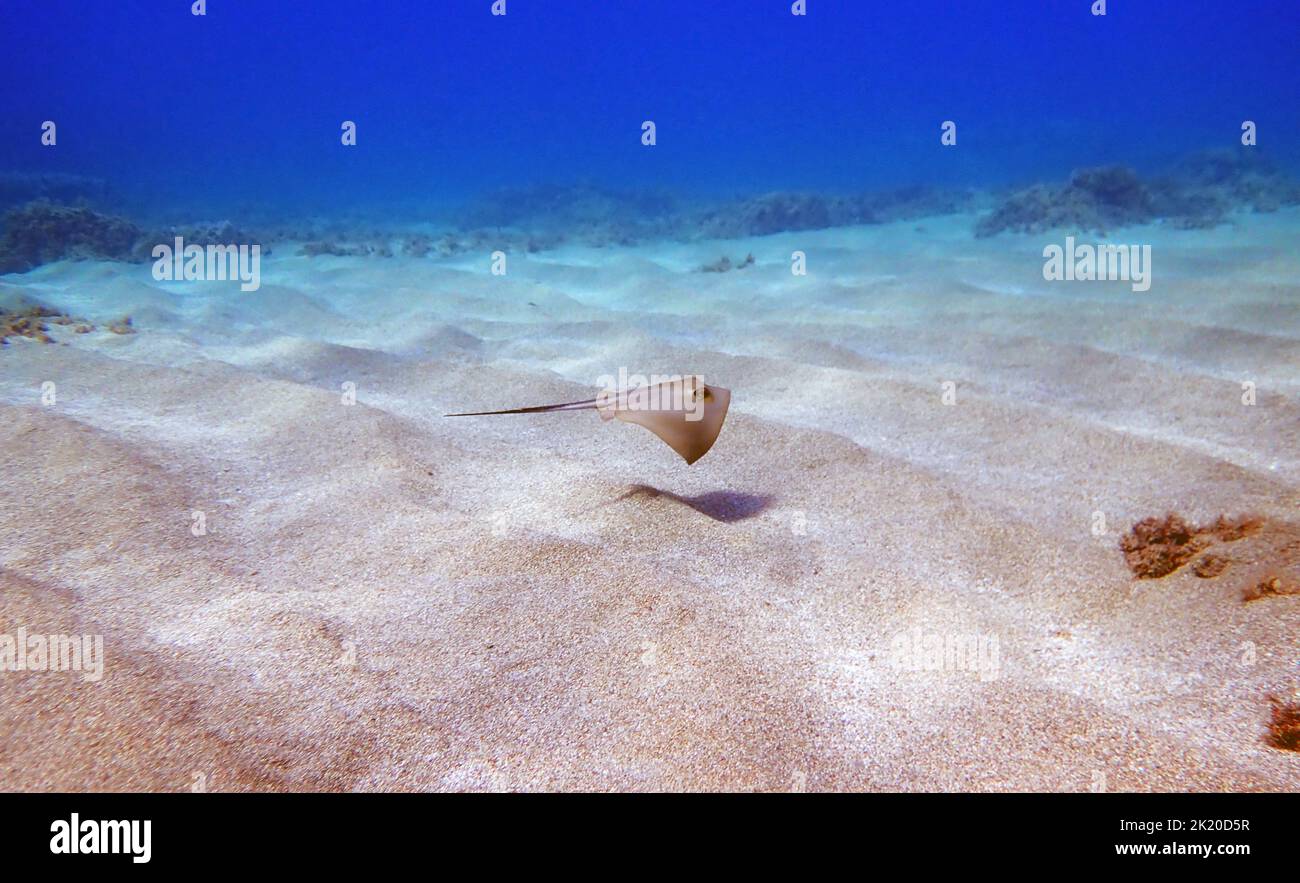 Common Mediterranean stingray - Dasyatis pastinaca Stock Photo - Alamy