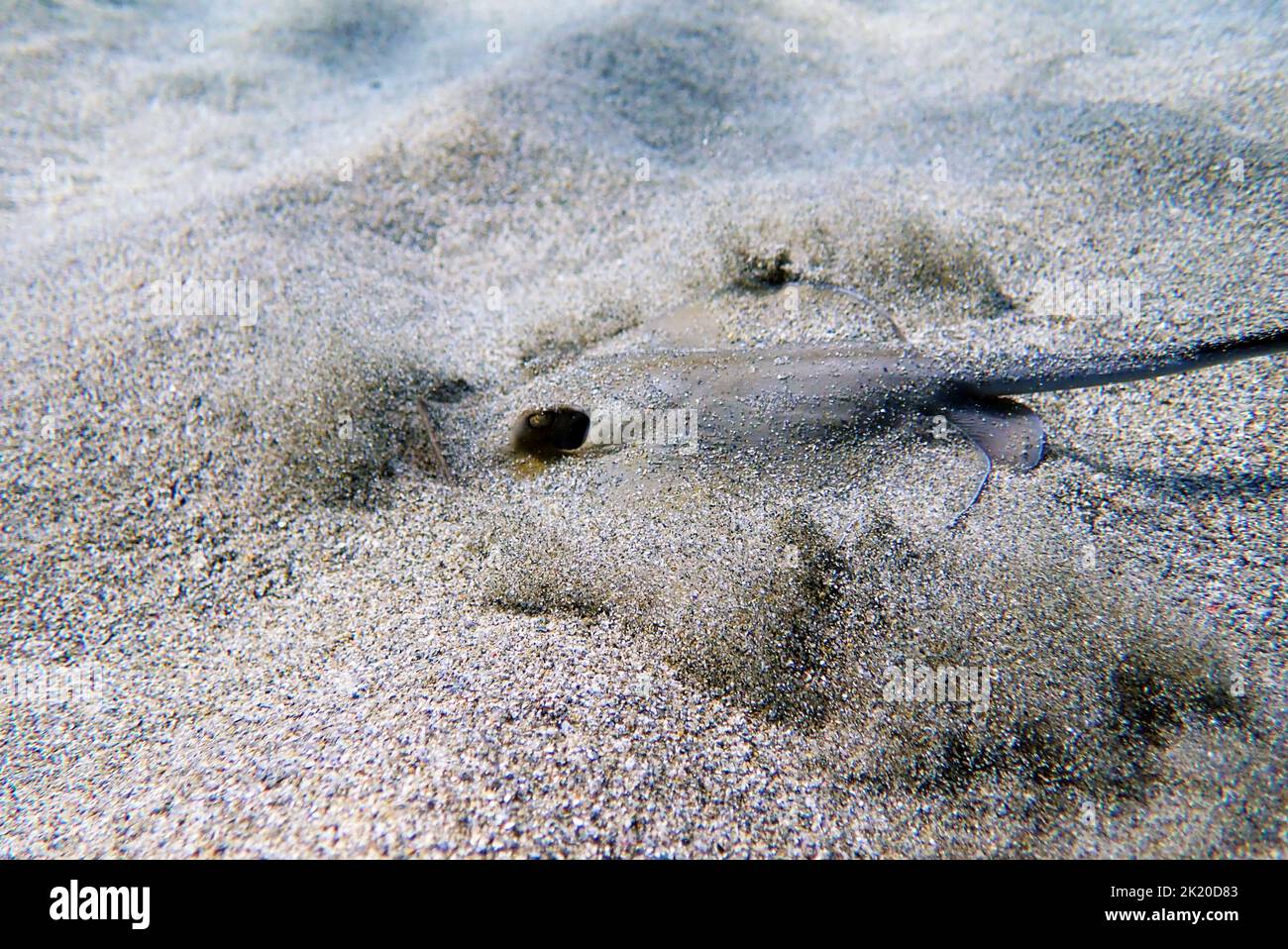 Common Mediterranean stingray - Dasyatis pastinaca Stock Photo - Alamy