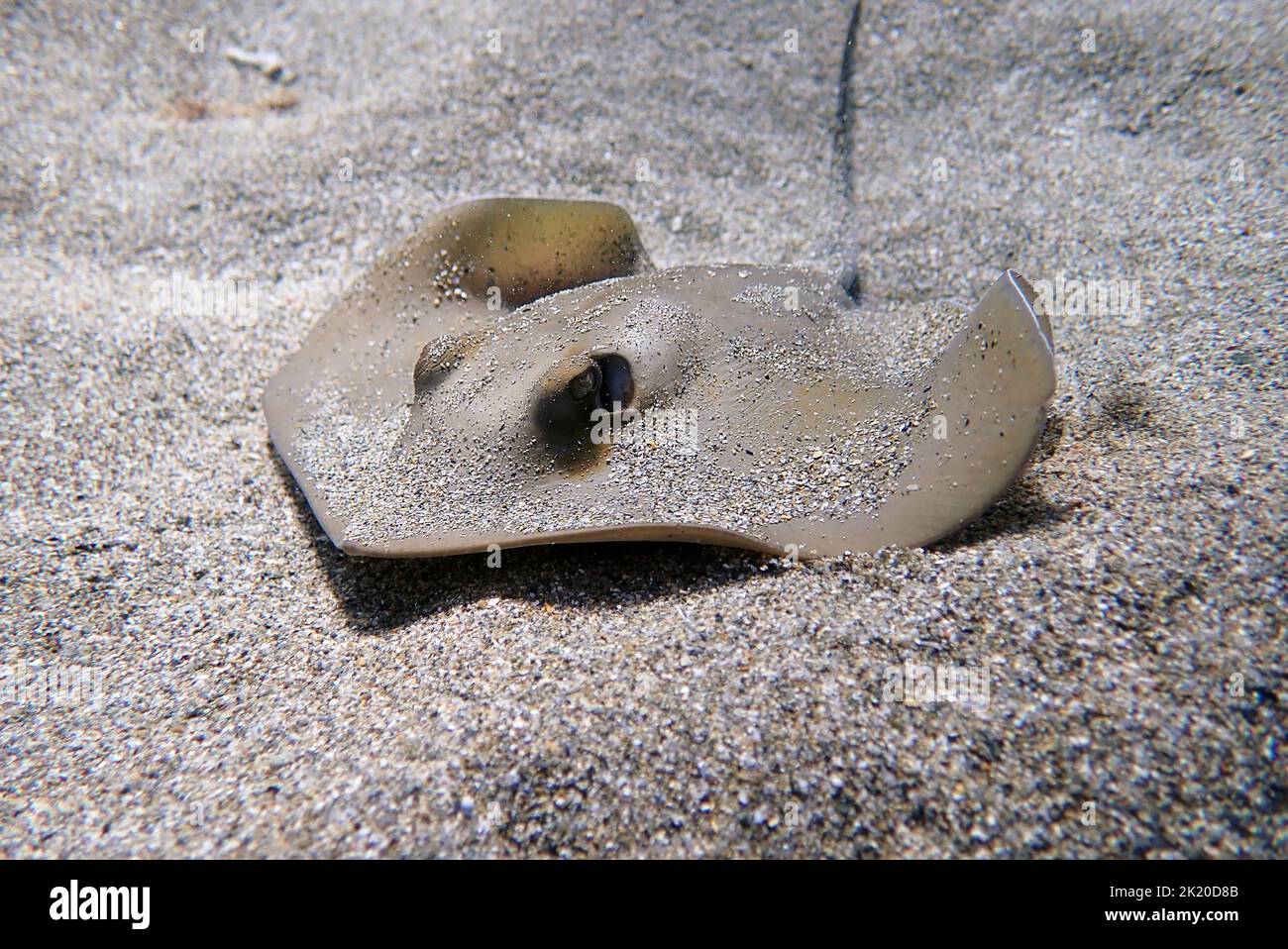 Common Mediterranean stingray - Dasyatis pastinaca Stock Photo - Alamy