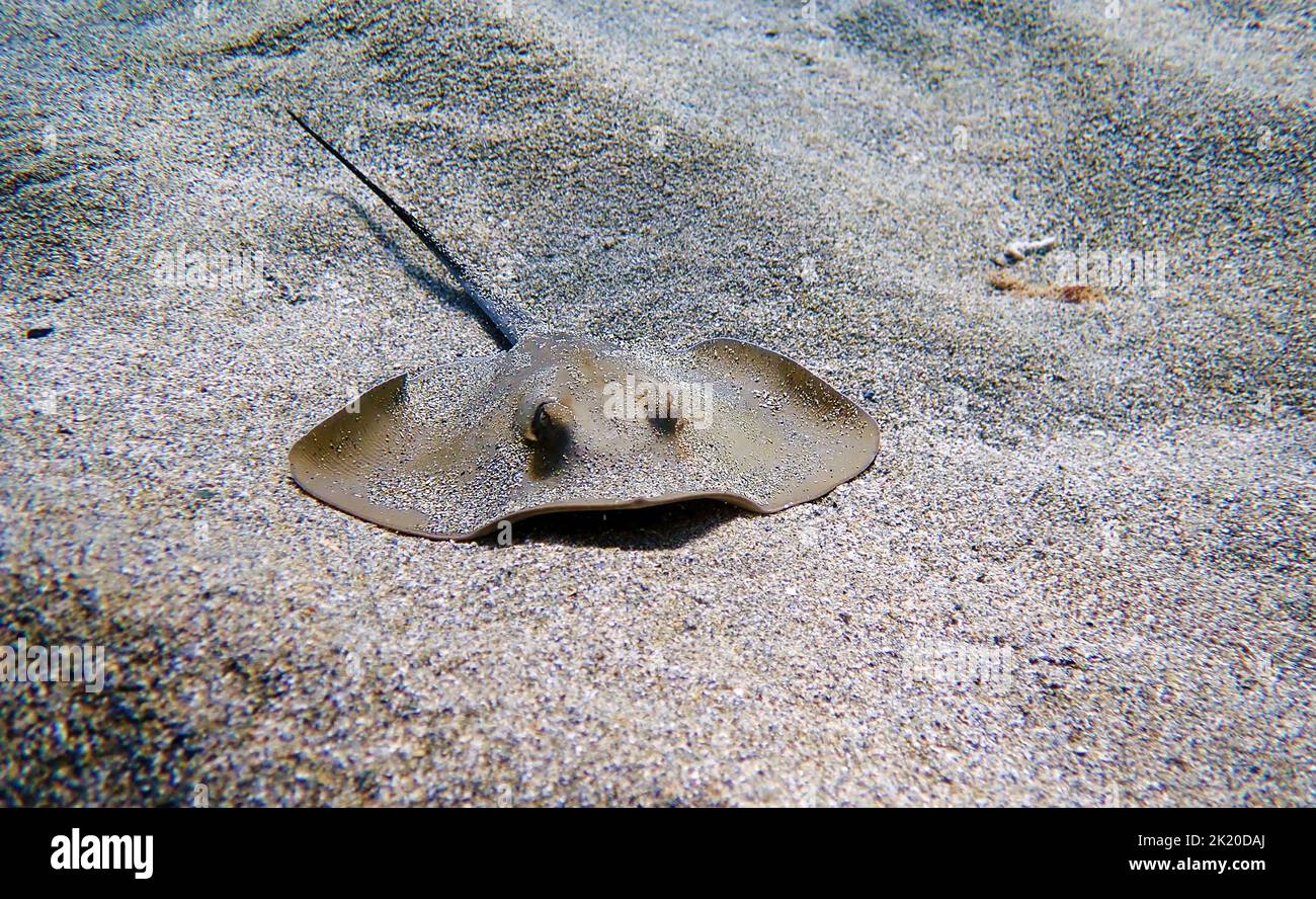 Common Mediterranean stingray - Dasyatis pastinaca Stock Photo - Alamy
