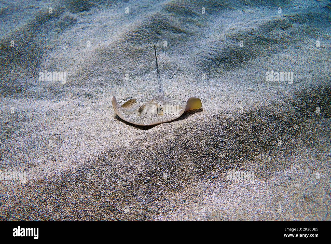 Common Mediterranean stingray - Dasyatis pastinaca Stock Photo - Alamy