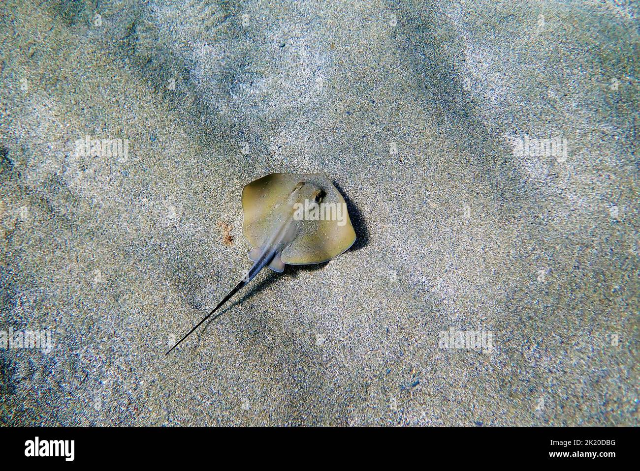 Common Mediterranean stingray - Dasyatis pastinaca Stock Photo - Alamy