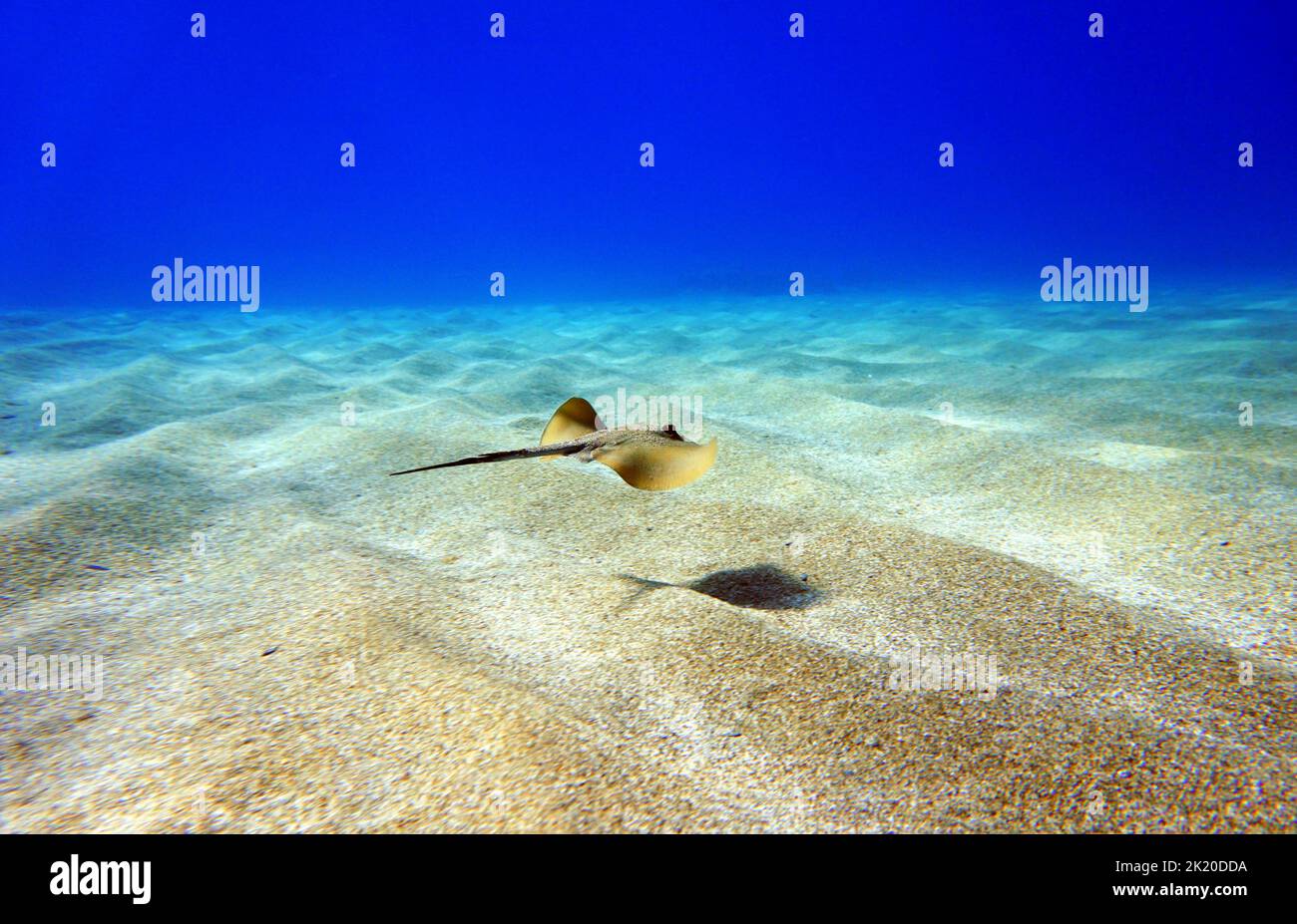 Common Mediterranean stingray - Dasyatis pastinaca Stock Photo - Alamy