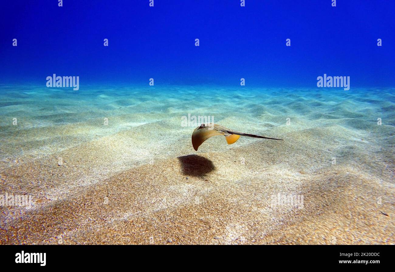 Common Mediterranean stingray - Dasyatis pastinaca Stock Photo - Alamy