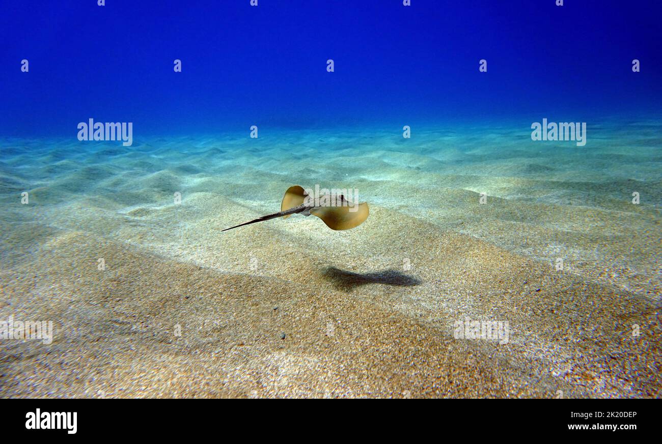 Common Mediterranean stingray - Dasyatis pastinaca Stock Photo - Alamy
