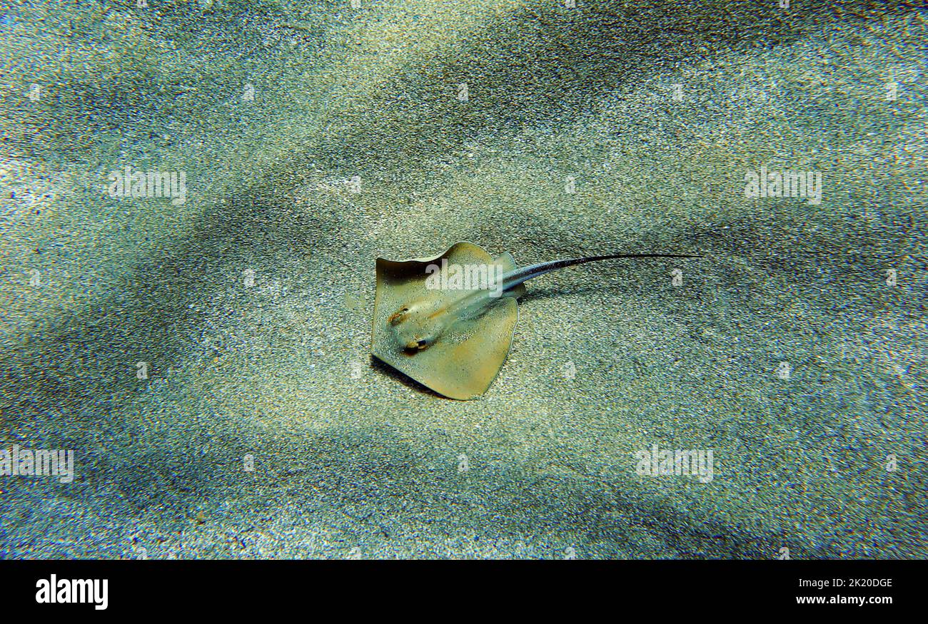 Common Mediterranean stingray - Dasyatis pastinaca Stock Photo - Alamy