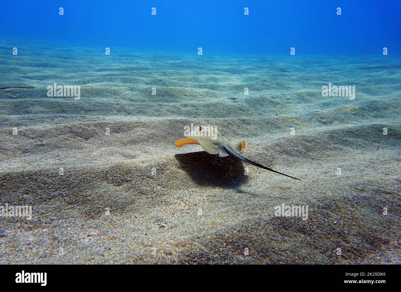 Common Mediterranean stingray - Dasyatis pastinaca Stock Photo - Alamy