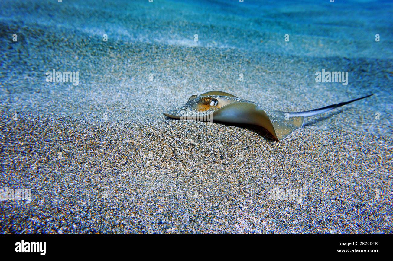 Common Mediterranean stingray - Dasyatis pastinaca Stock Photo - Alamy